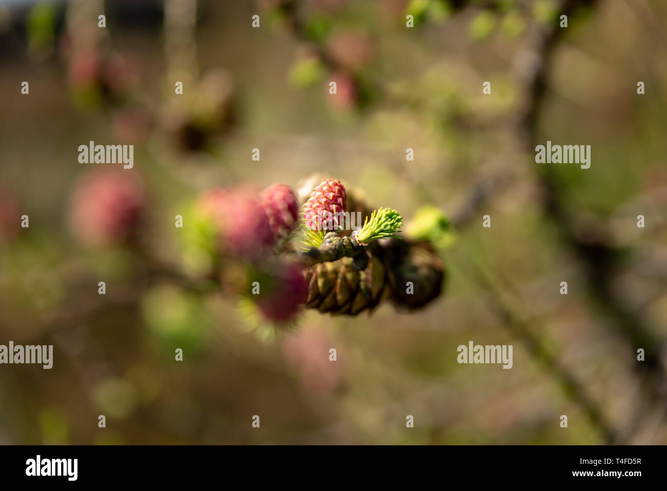 Young Fir Tree High Resolution Stock Photography and Images - Alamy