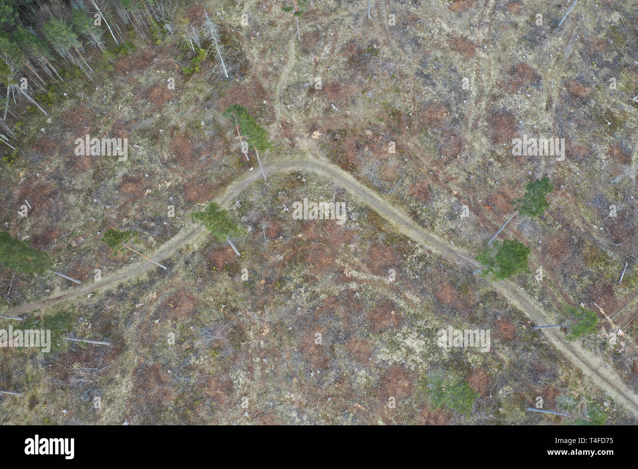 Aerial view over a clearcut./Flygbild över ett kalhygge Stock Photo - Alamy