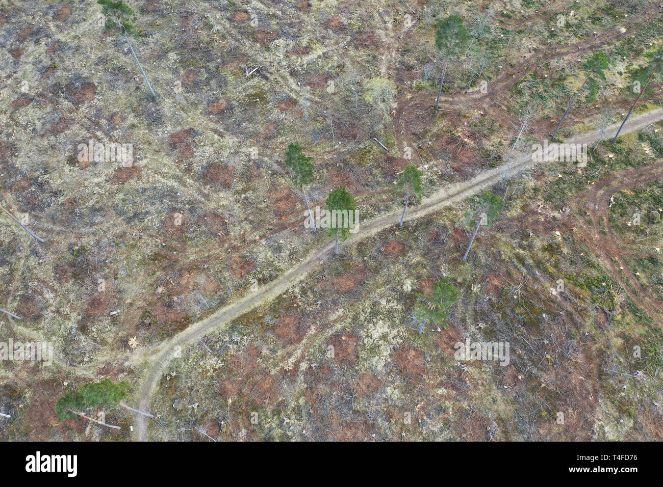 Aerial view over a clearcut./Flygbild över ett kalhygge Stock Photo - Alamy