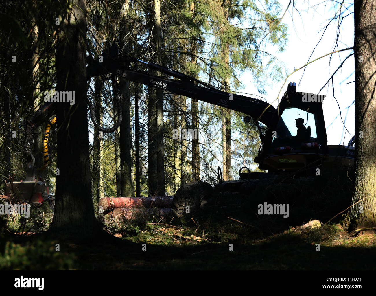View of a forest and logging Stock Photo - Alamy