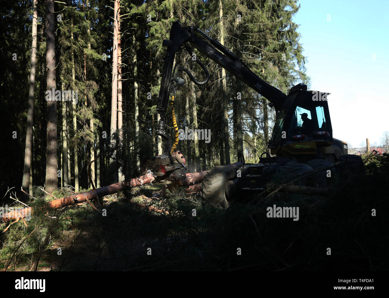 View of a forest and logging Stock Photo - Alamy