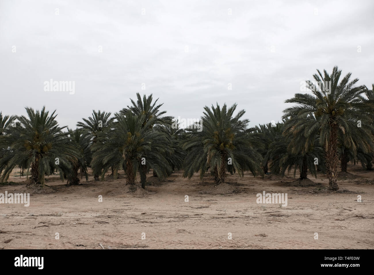 Medjool date palm tree hi-res stock photography and images - Alamy