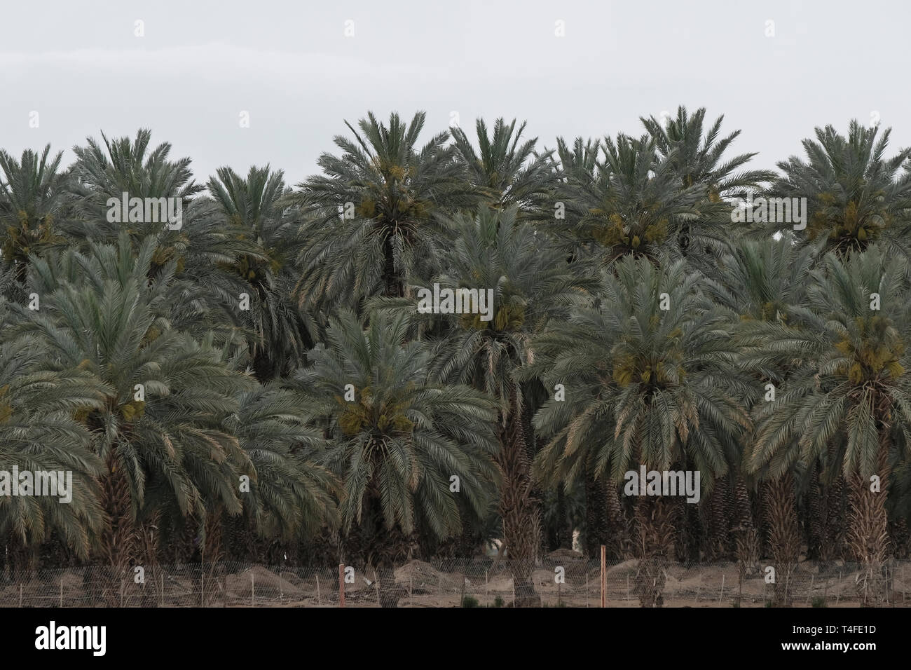 Medjool date palm tree plantation in the Jordan valley Israel Stock ...