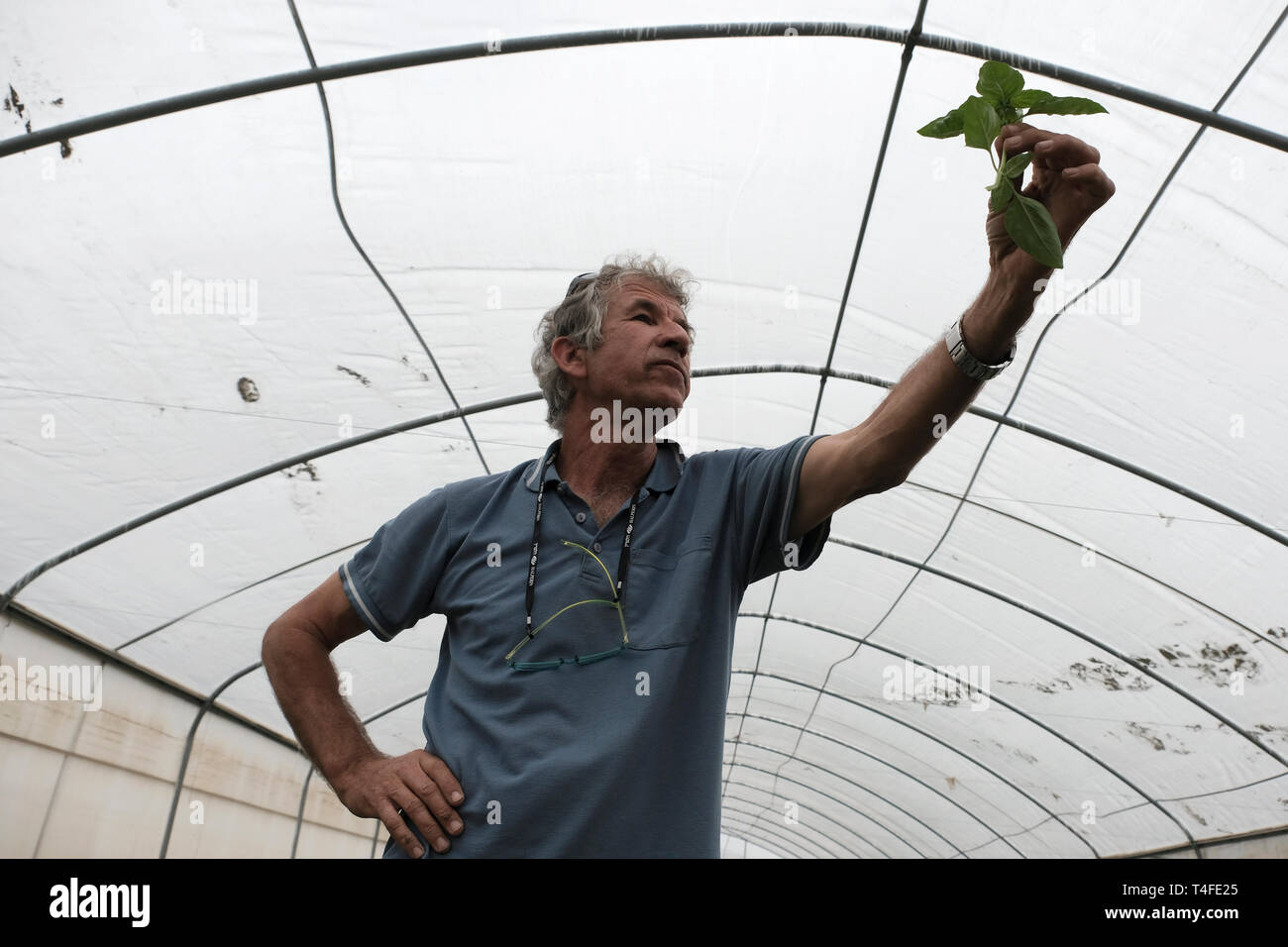 Yinon Rosenblum an Israeli farmer at his greenhouse which grows Basil ...