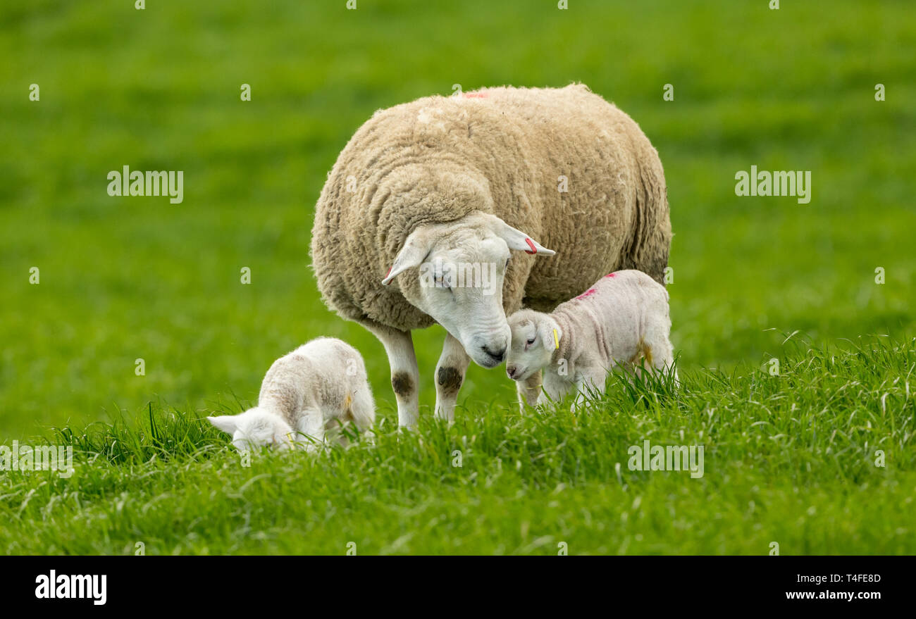 Baby Lambs In Spring