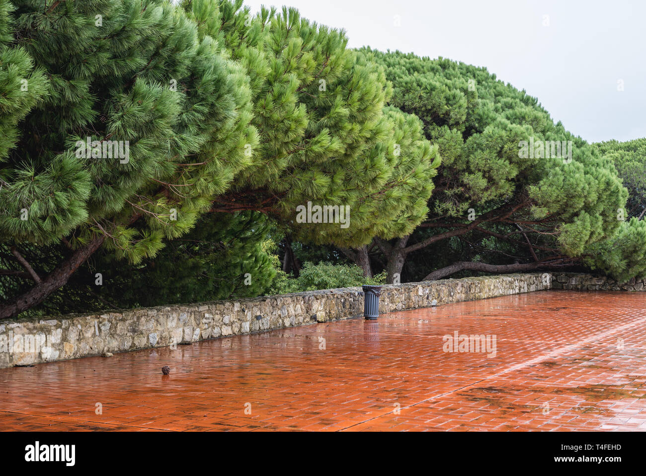 Trees around Castelo de Sao Jorge citadel in Lisbon, Portugal Stock ...