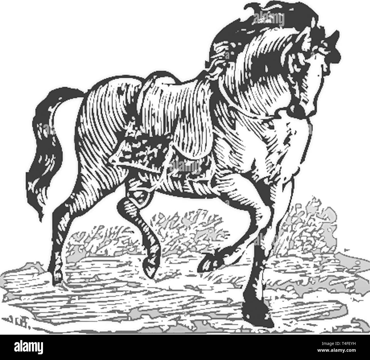 Human breeding Black and White Stock Photos & Images - Alamy