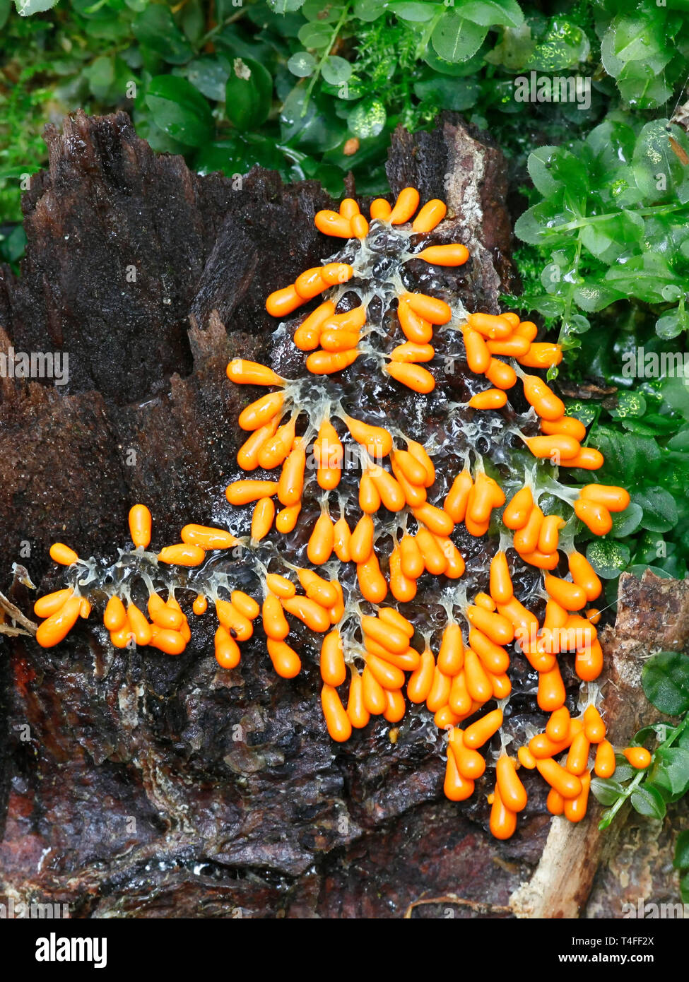 Insect egg slime mold, Leocarpus fragilis Stock Photo - Alamy