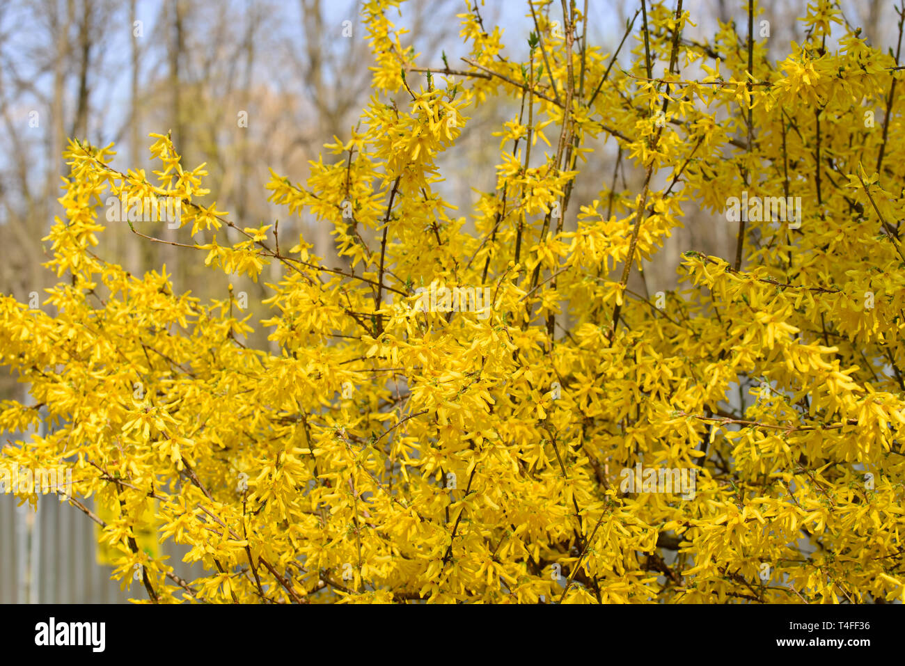 Sunny forsythia flowers hi-res stock photography and images - Alamy