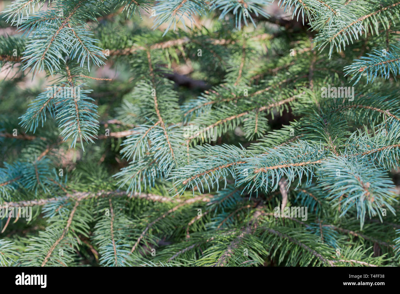 Fir tree spruce fresh nature hi-res stock photography and images - Alamy