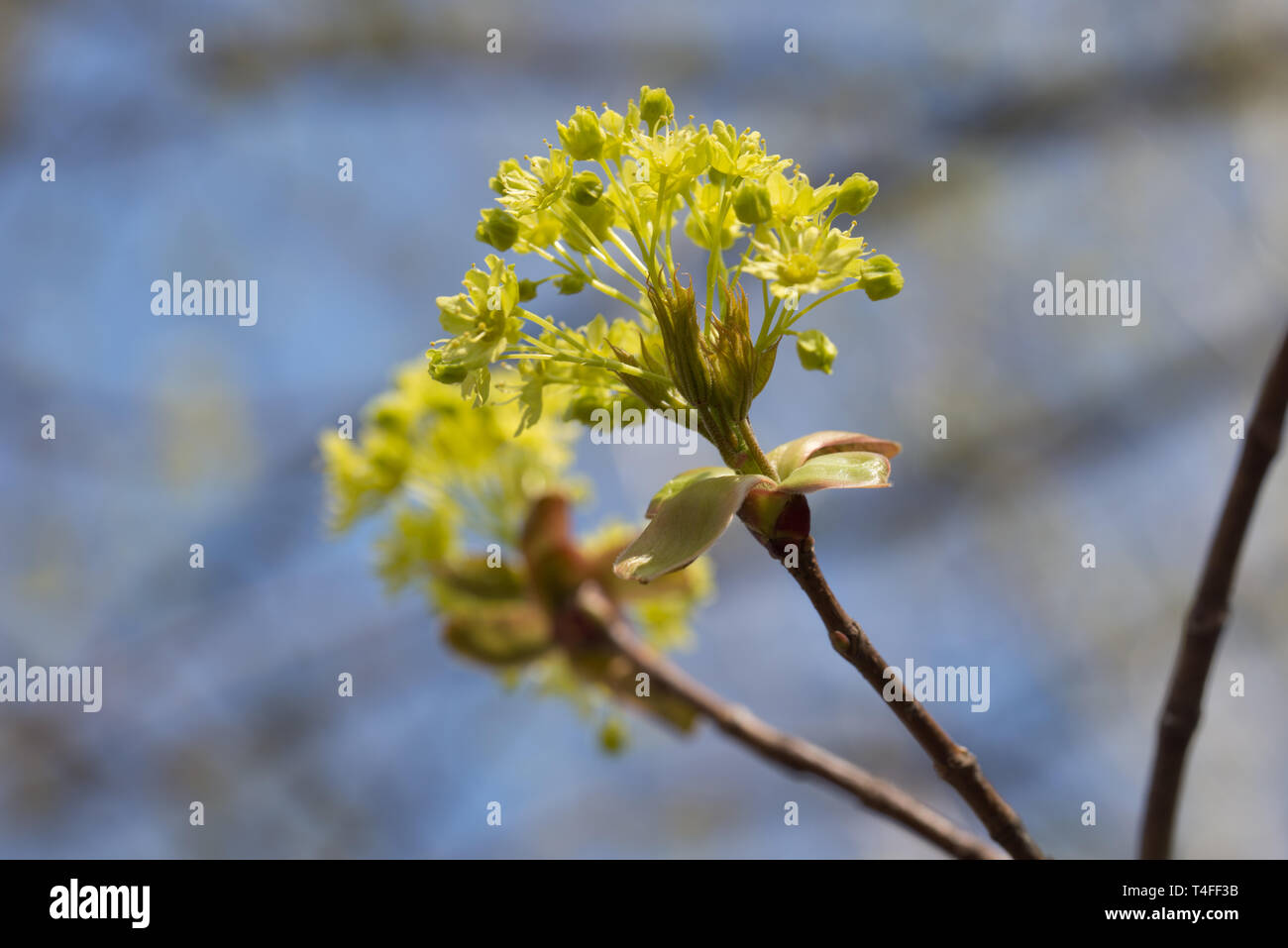 Budding maple tree hi-res stock photography and images - Alamy