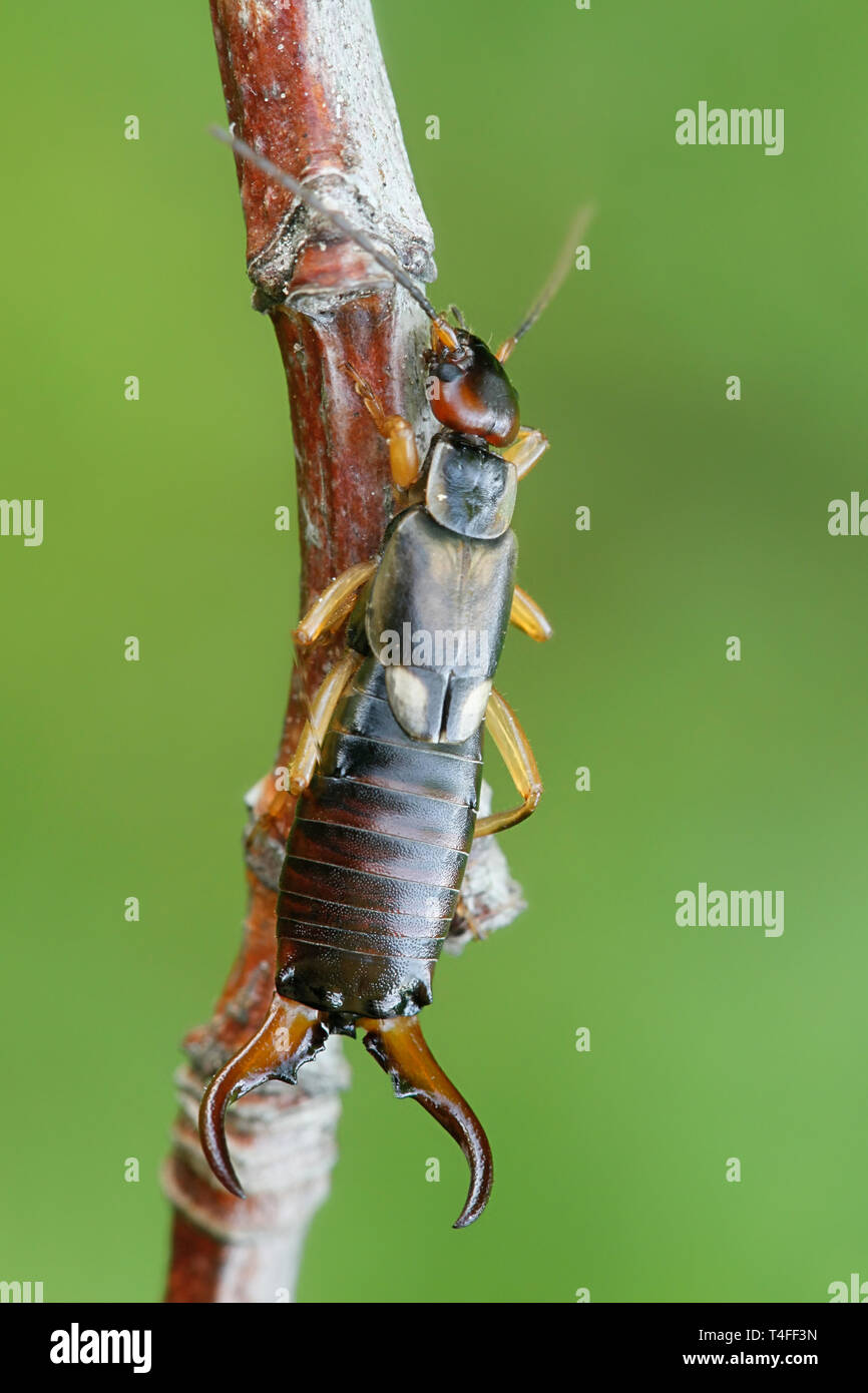 Forficula auricularia, the common earwig or European earwig Stock Photo ...