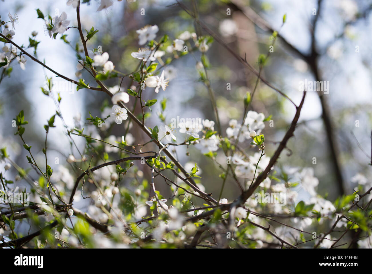 Plum forest hi-res stock photography and images - Alamy