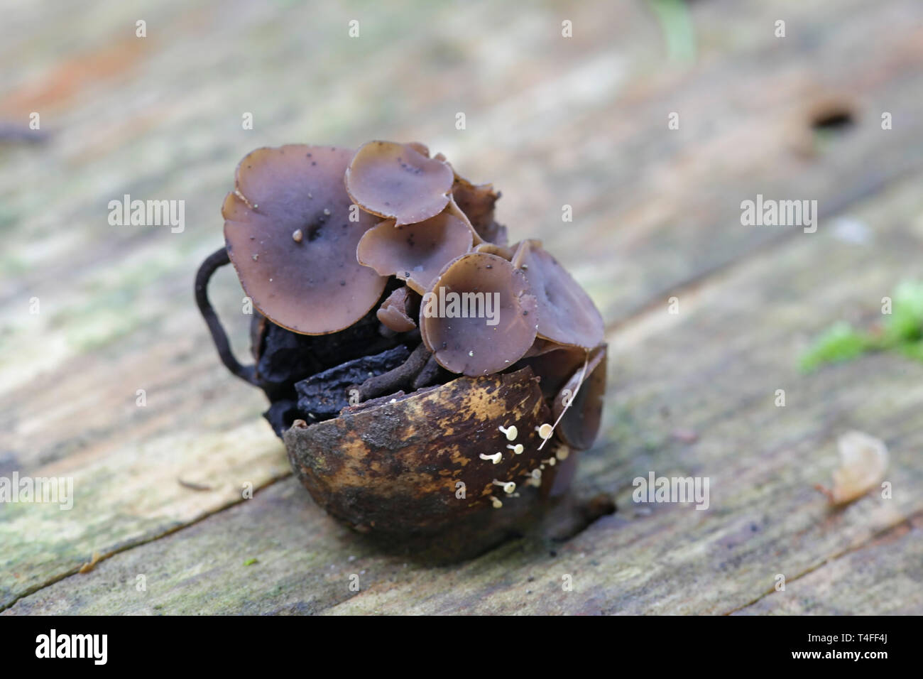 Ciboria fungus, Ciboria batschiana, growing from oak acorn Stock Photo ...