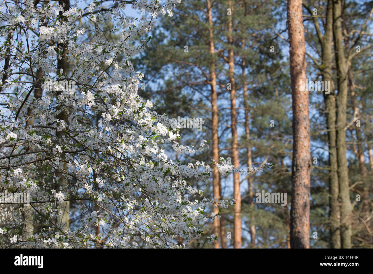 Plum forest hi-res stock photography and images - Alamy