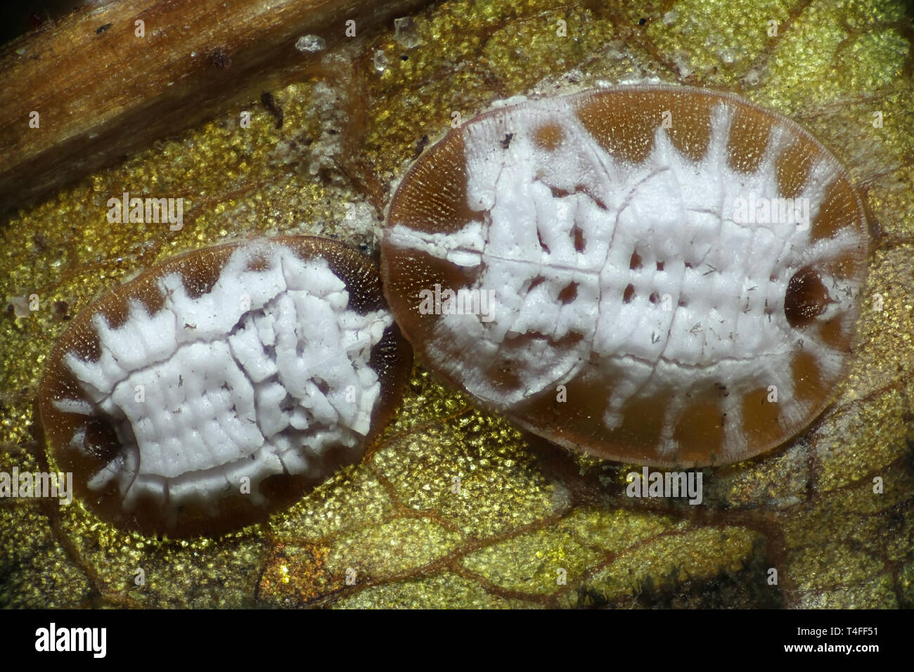 Microscope image of whitefly, Aleurochiton aceris, final larval instars ...