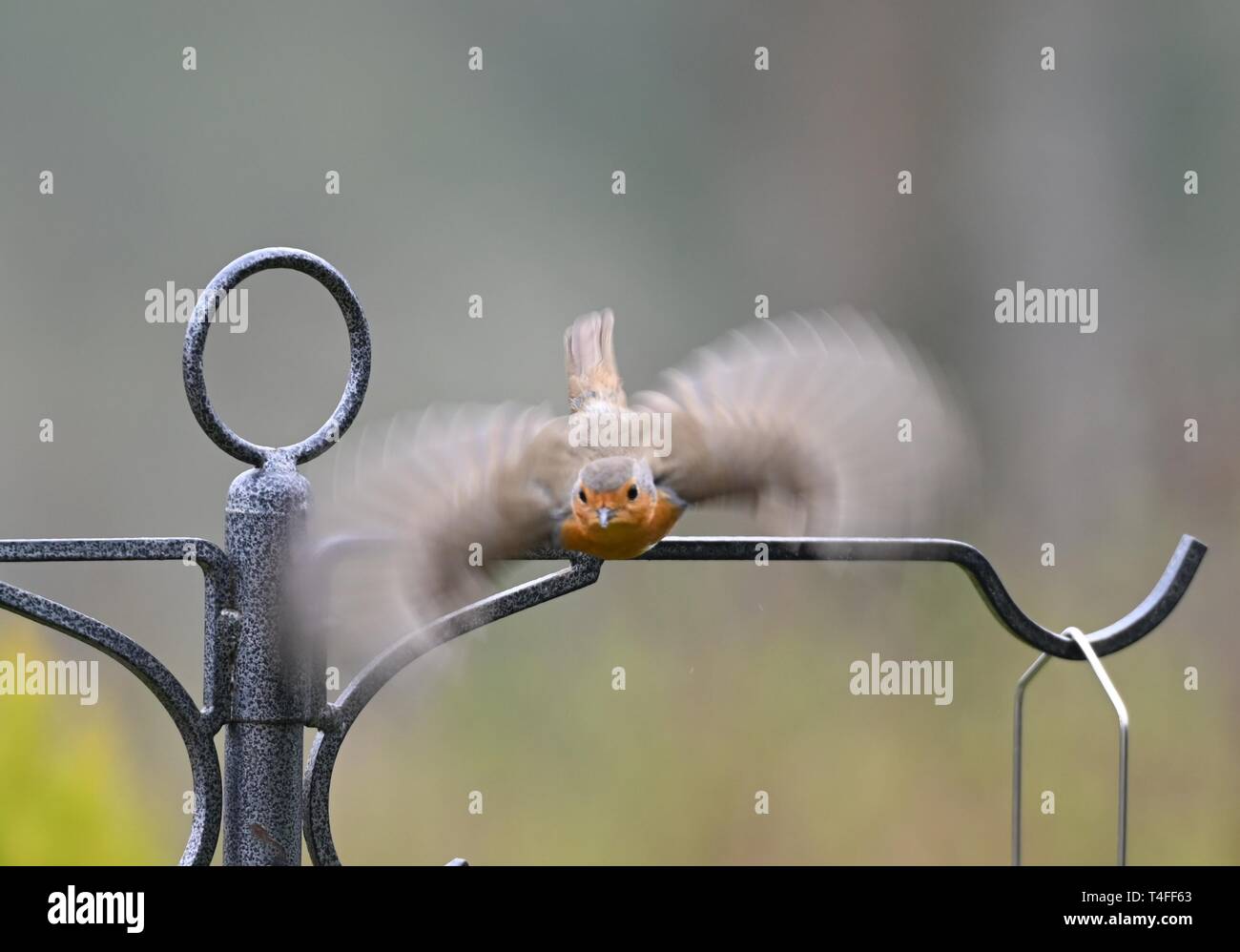 Robin flying away hi-res stock photography and images - Alamy