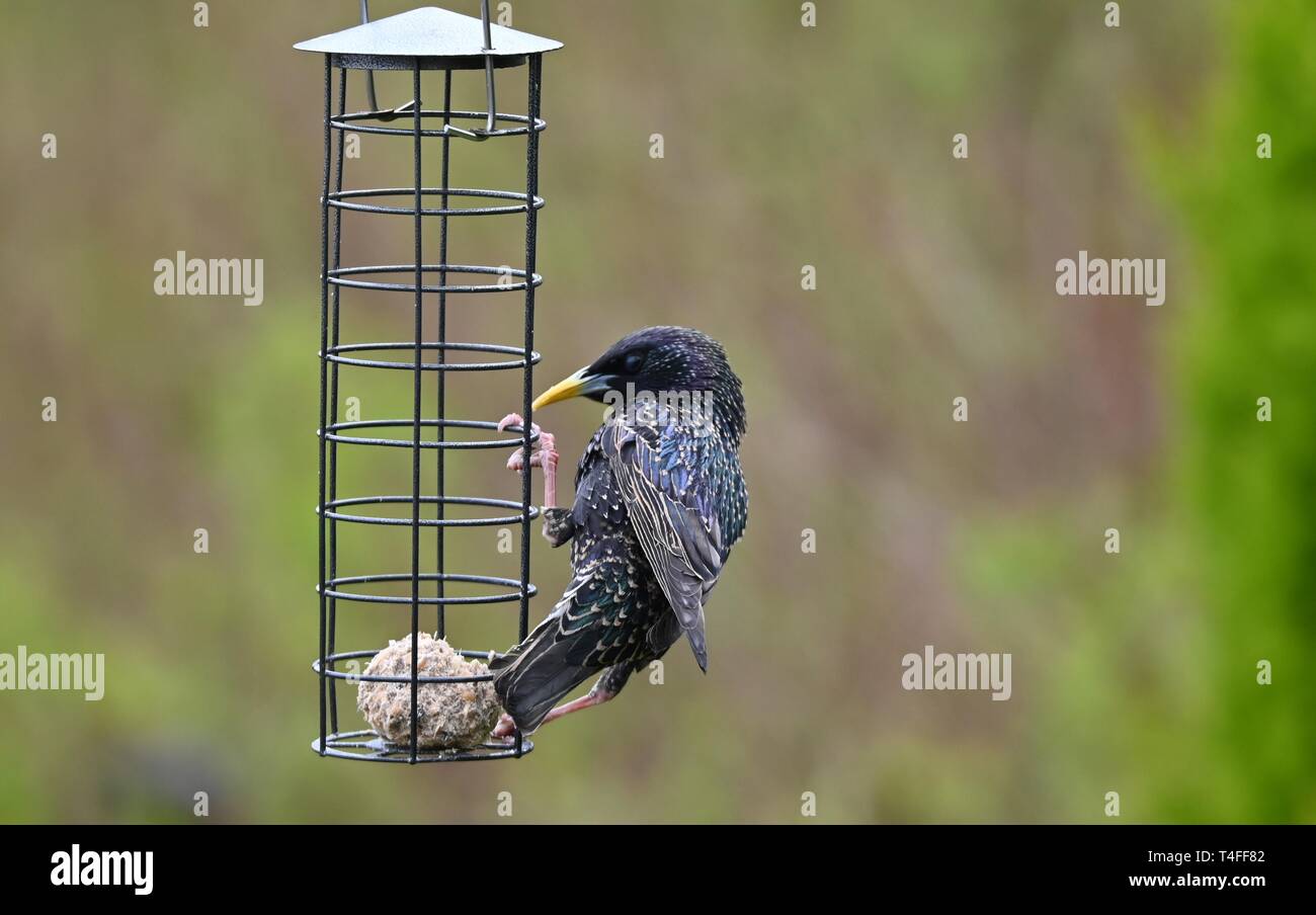 A starling on a bird feeder Stock Photo - Alamy