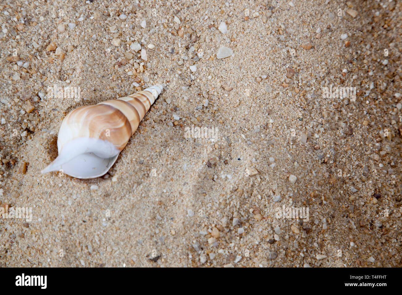 A seashell resting on sand Stock Photo - Alamy