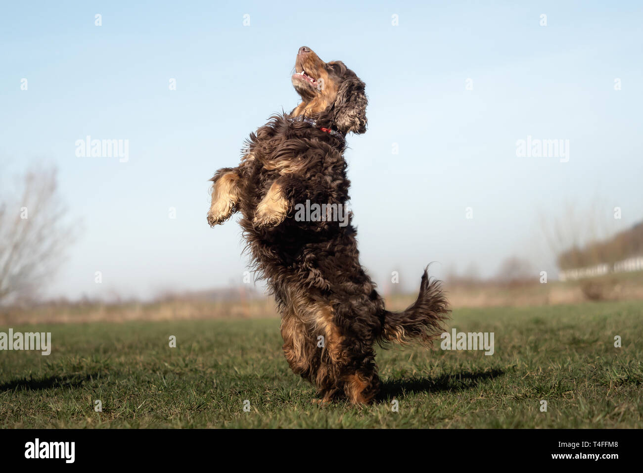 Brown cocker spaniel hi-res stock photography and images - Alamy