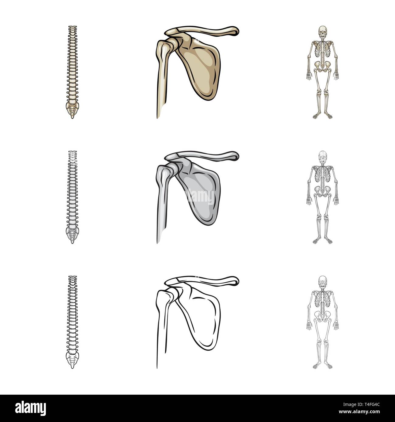 spine,femur,musculoskeletal,chiropractic,pelvis,scientific,backbone,hip ...