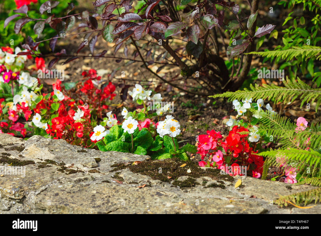 flowers in the garden. Spring or summer time, outdoor Stock Photo - Alamy