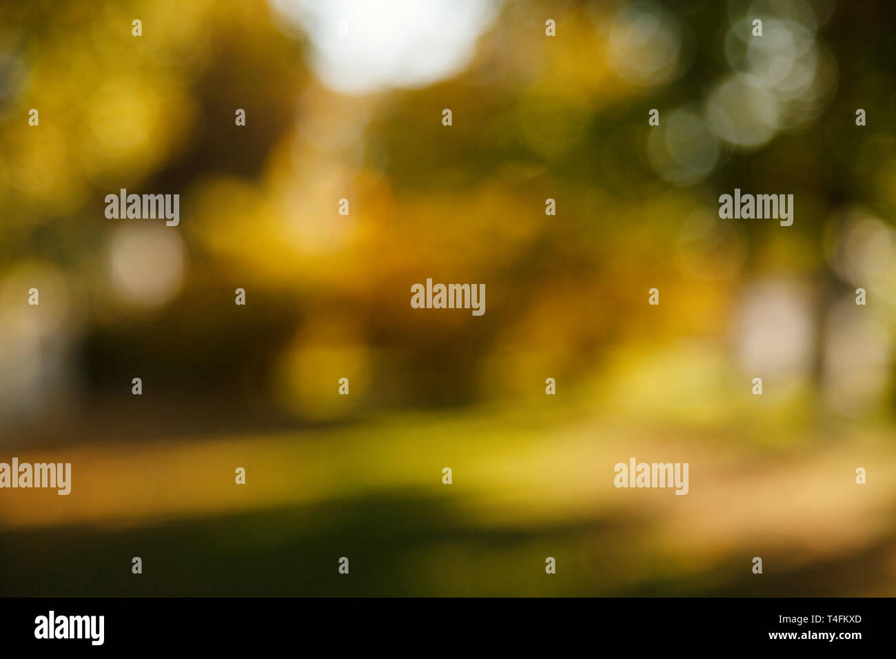 Abstract blurred nature background. Forest trees, Sunny day, sun glare ...