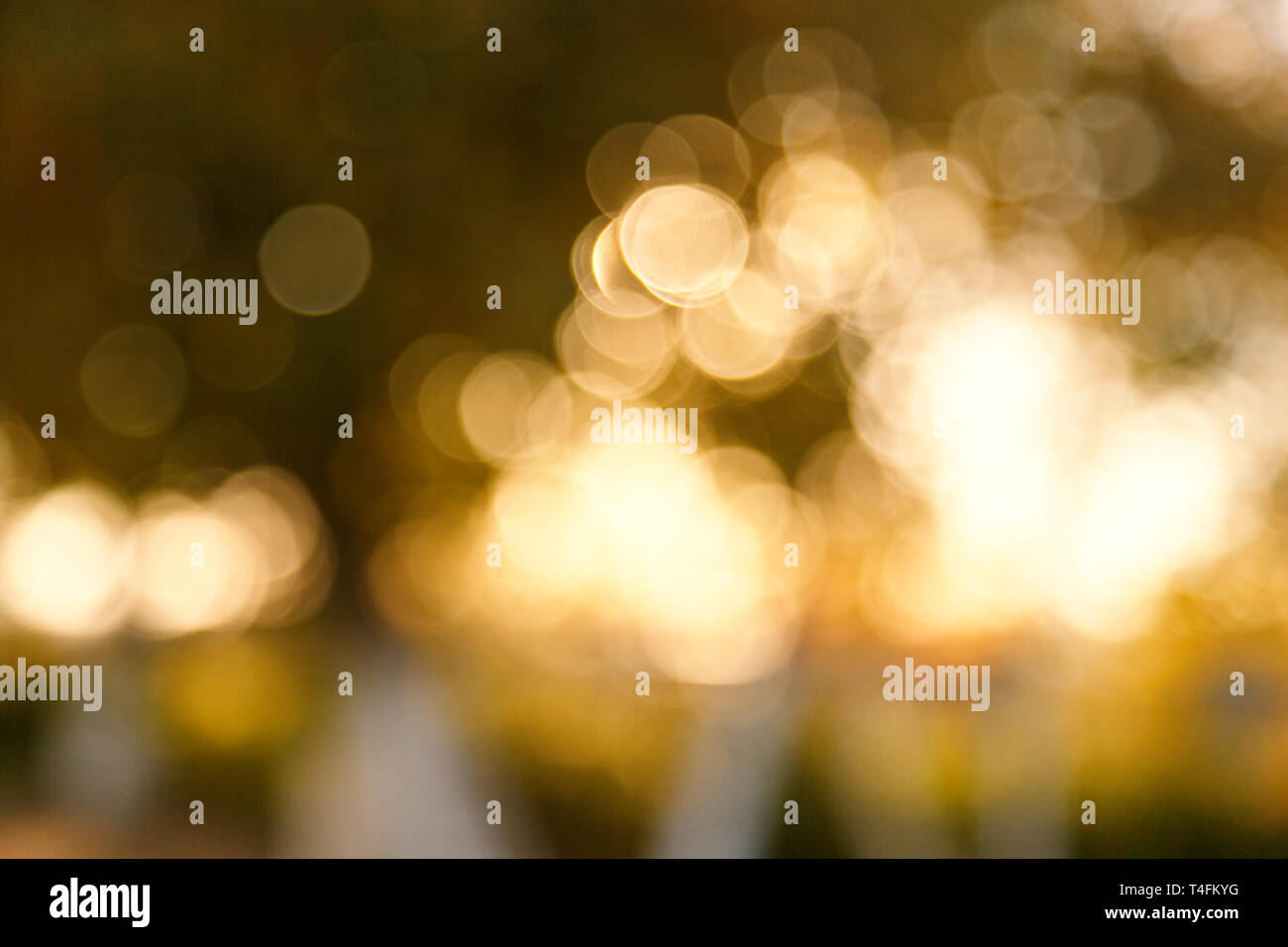 Abstract blurred nature background. Forest trees, Sunny day, sun glare ...