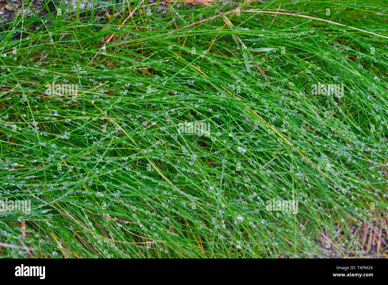 Wet pitch hi-res stock photography and images - Alamy