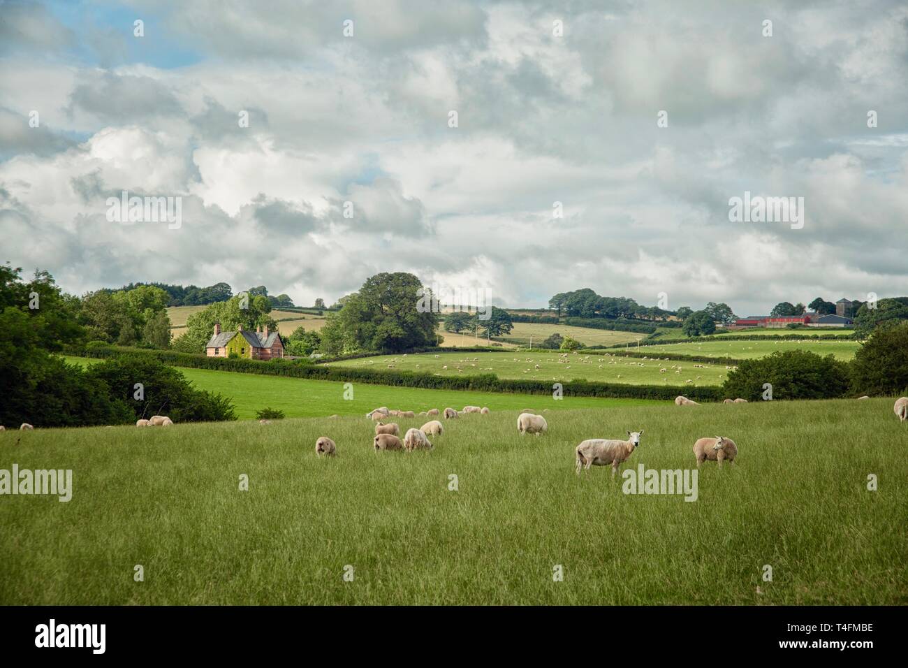Welsh Rural Landscape Sheep Grazing High Resolution Stock Photography ...