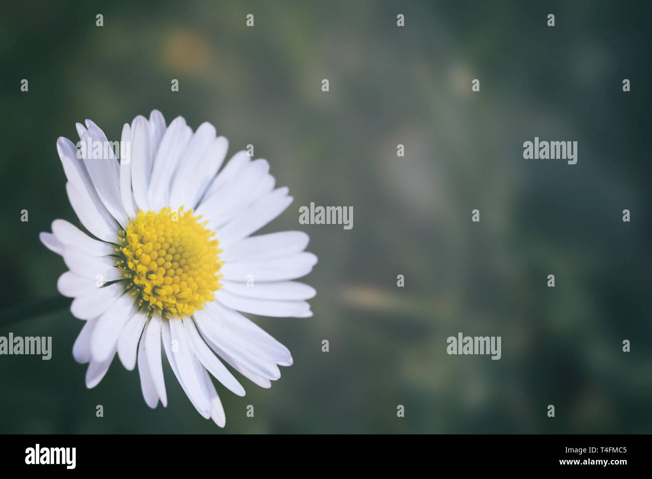 Beautiful daisy with copy space Stock Photo - Alamy