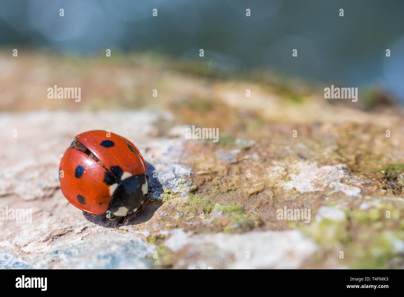 Baby ladybug hi-res stock photography and images - Alamy