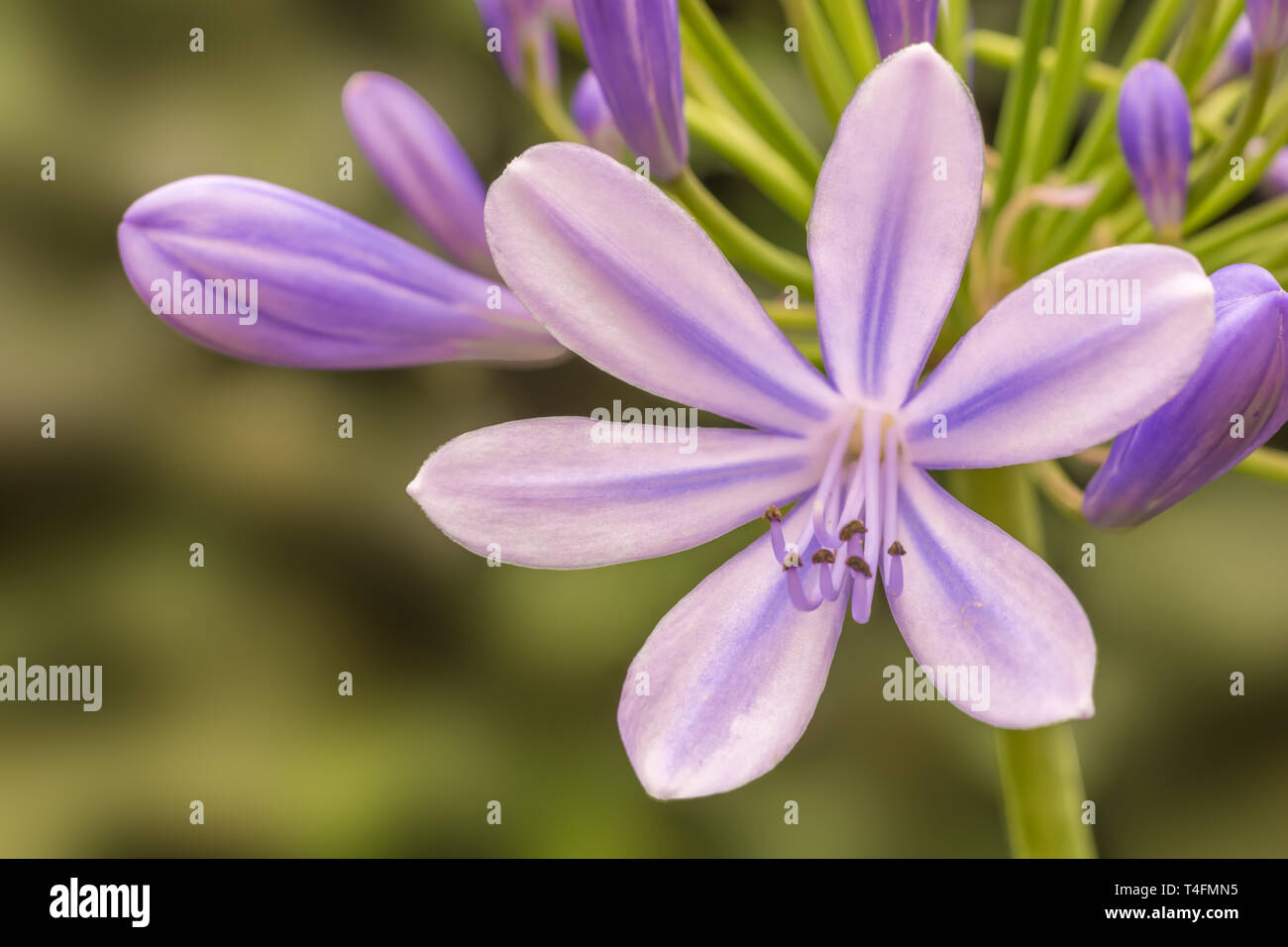 Open and closed blossom of an ornamental lily Stock Photo - Alamy