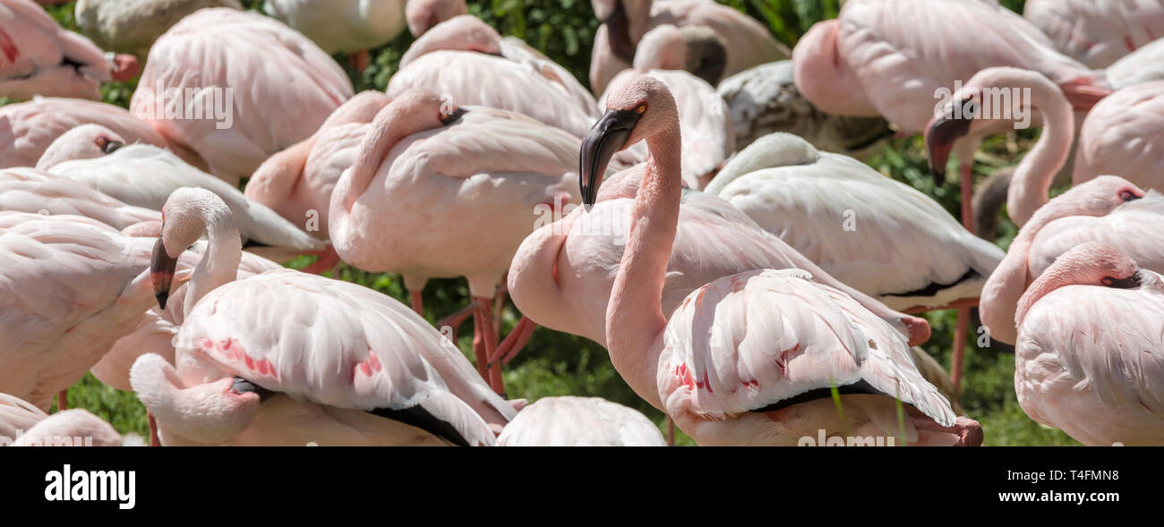 Panorama with flamingos Stock Photo - Alamy