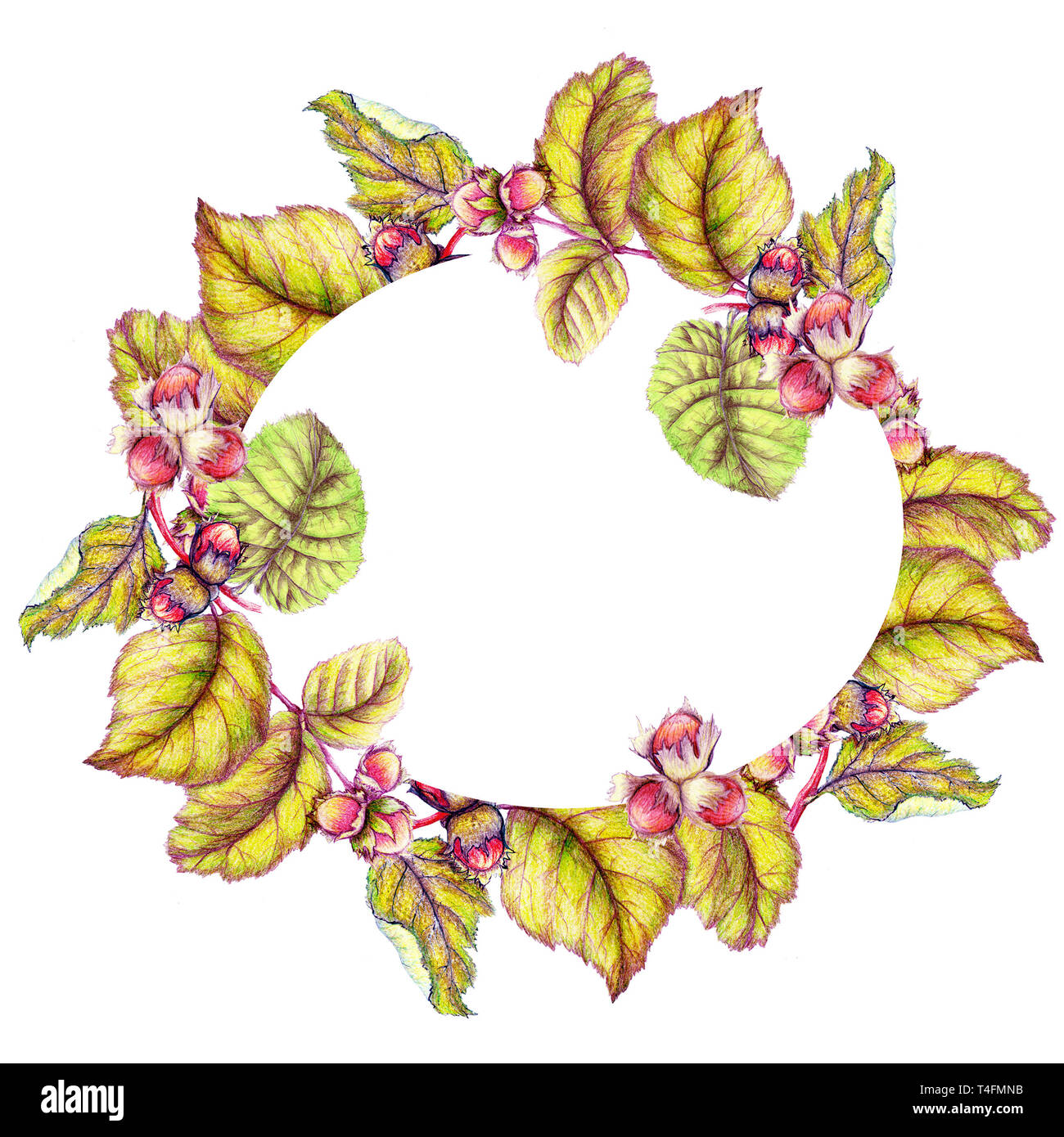 Botanical nuts hi-res stock photography and images - Alamy