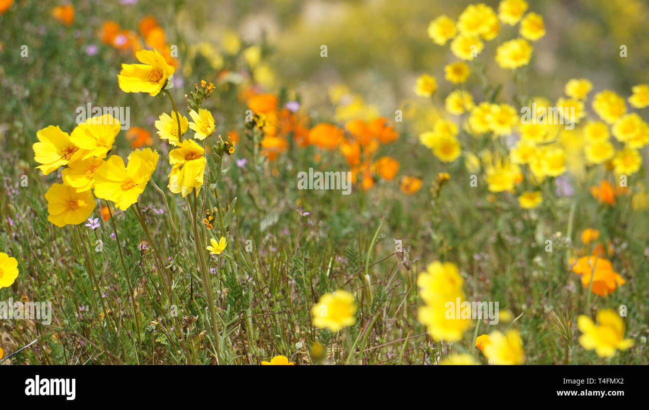 Super Bloom 2019, Carizzo Plain National Monument, California, USA ...