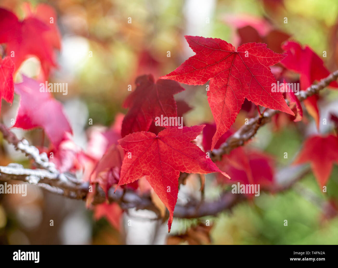 Red leaves during autumn fall season at mount lofty botanical gardens ...