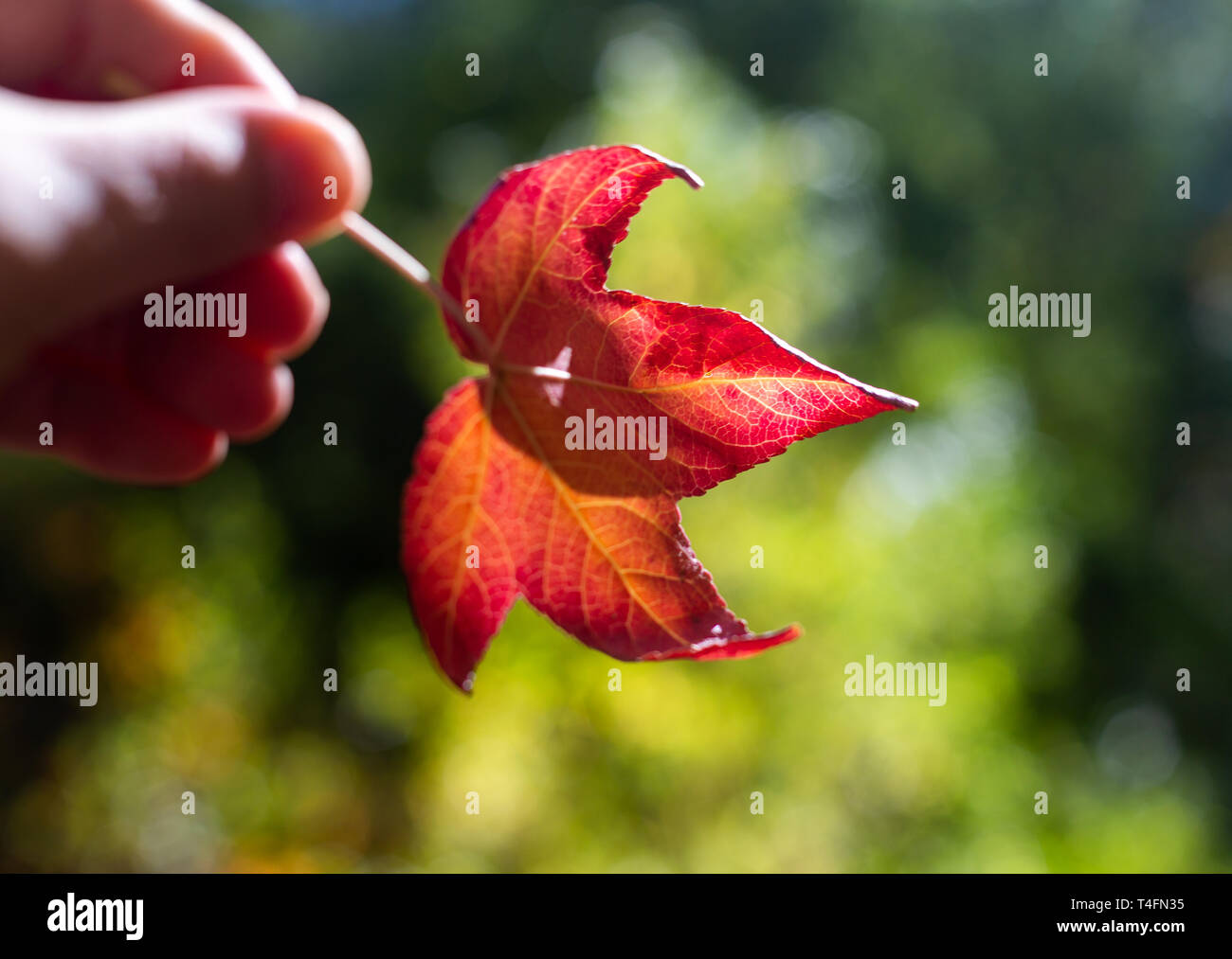 a Red leaf being held during autumn fall season at mount lofty ...
