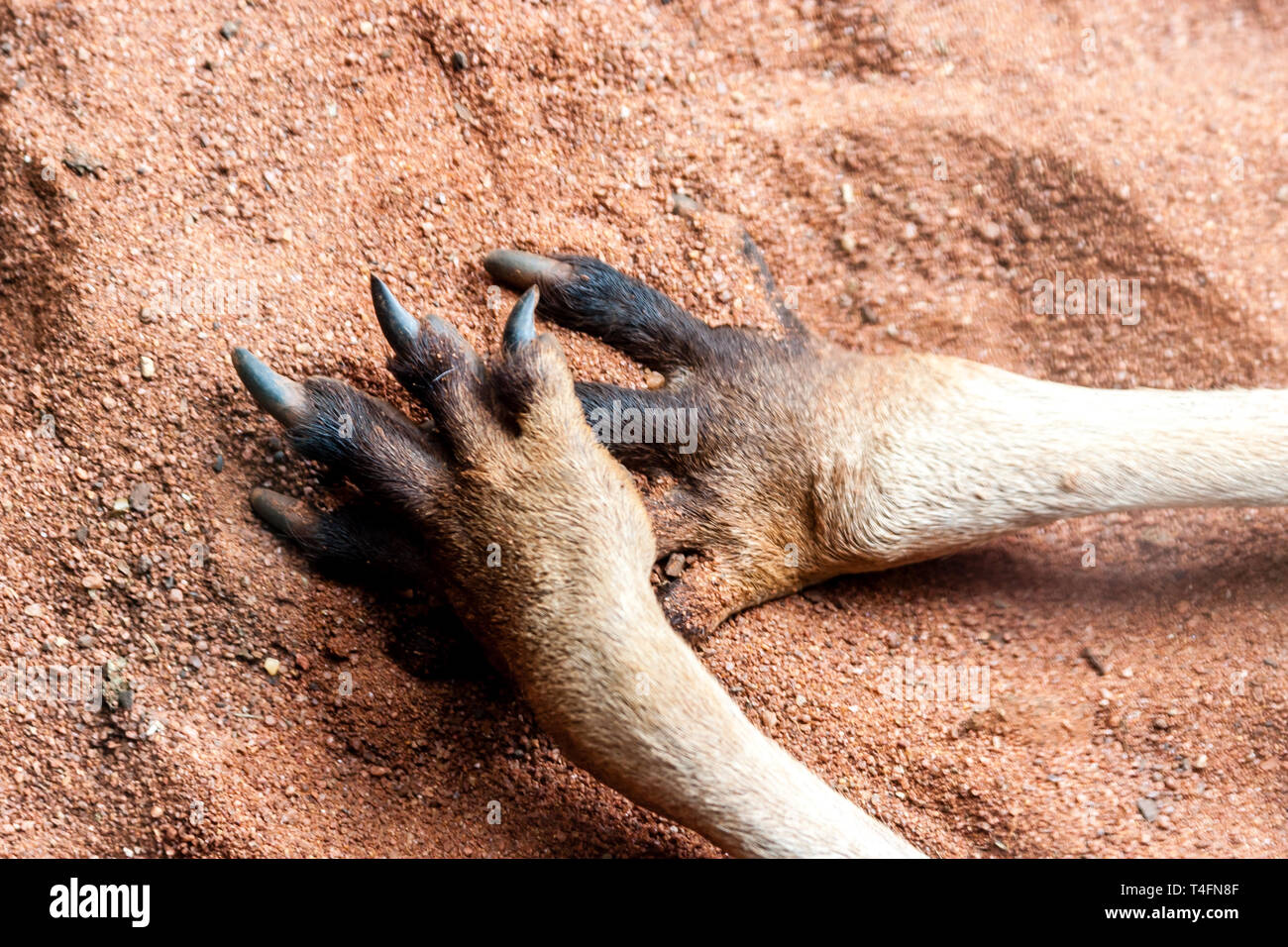 Lovely kangaroo paw hi-res stock photography and images - Alamy