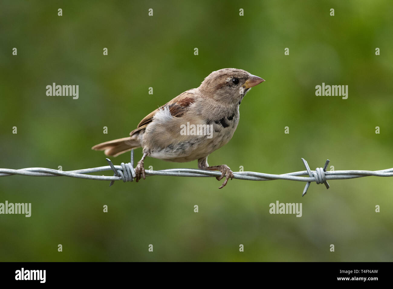 Male Sparrow on barbed wire fence Stock Photo - Alamy