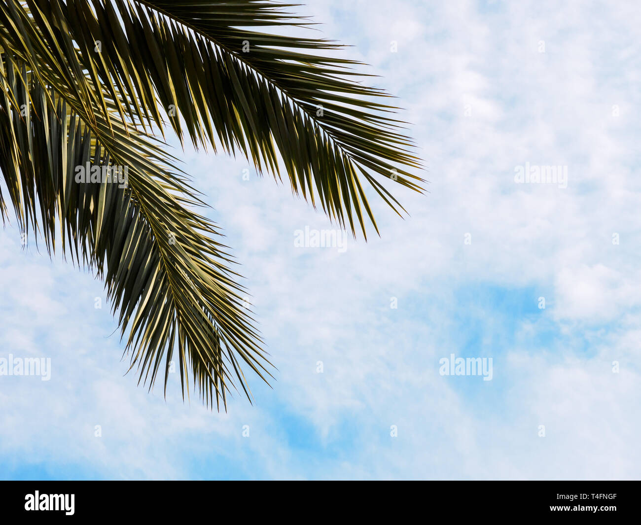 Summer background, tropical bright palm leaf on the blue sky. Copy ...