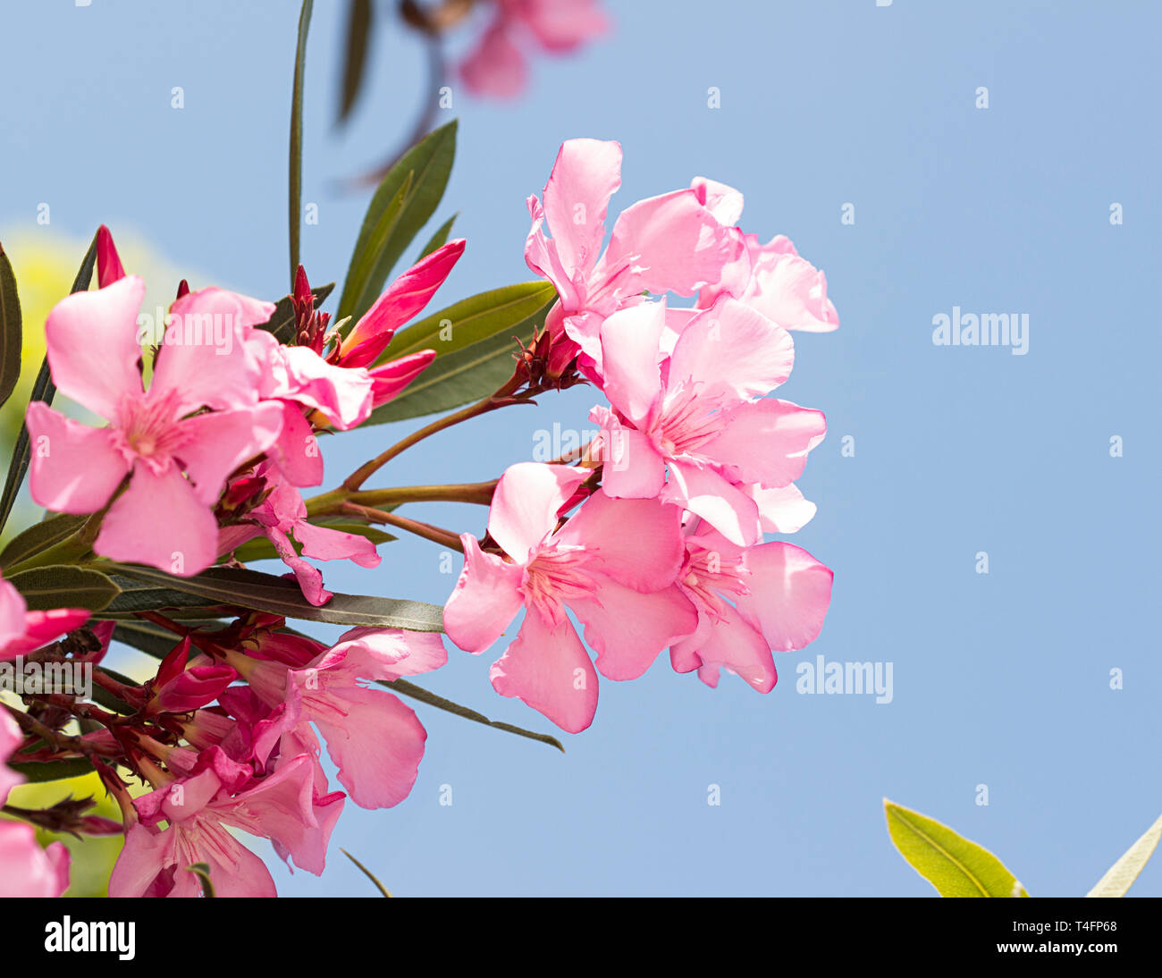Purple oleander hi-res stock photography and images - Alamy