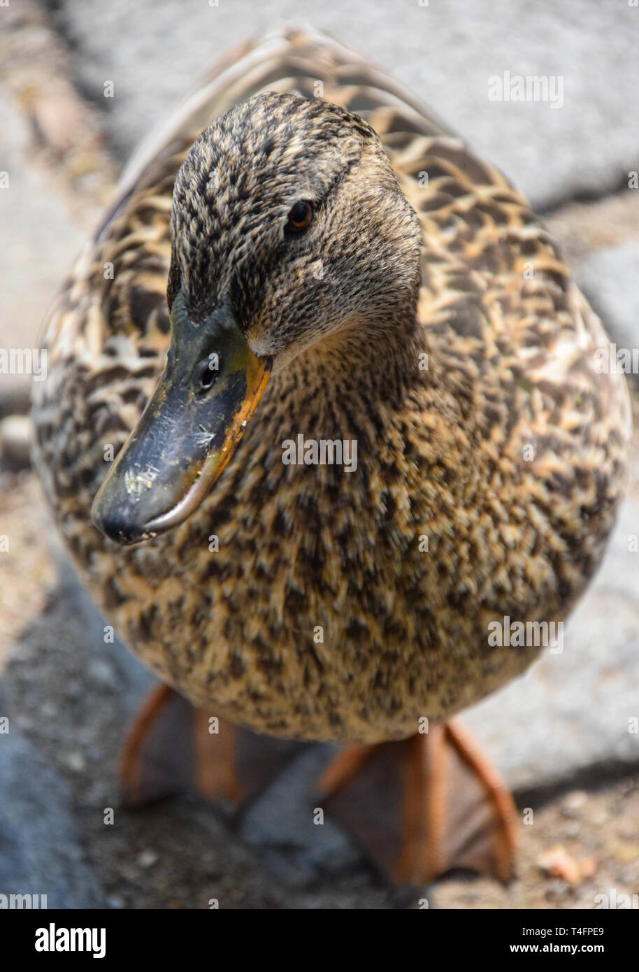 A portrait of a female Mallard Duck Stock Photo - Alamy