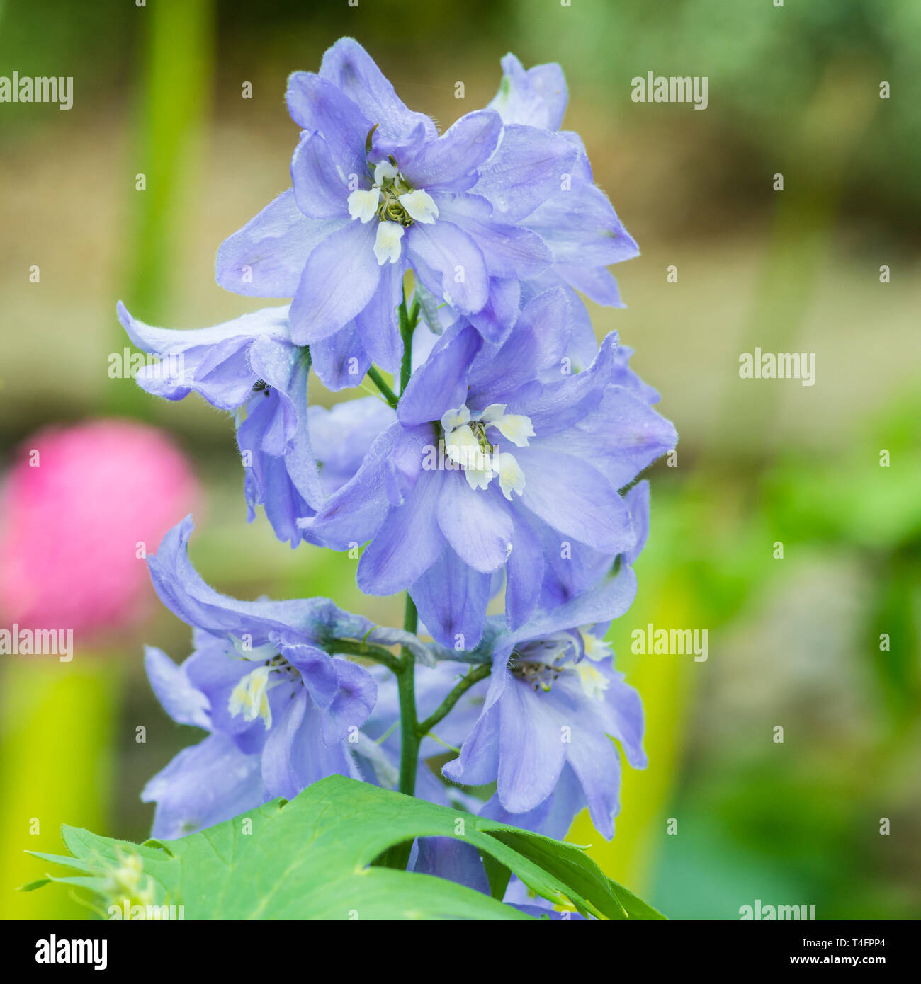 A macro shot of a light blue delphinium plant Stock Photo - Alamy