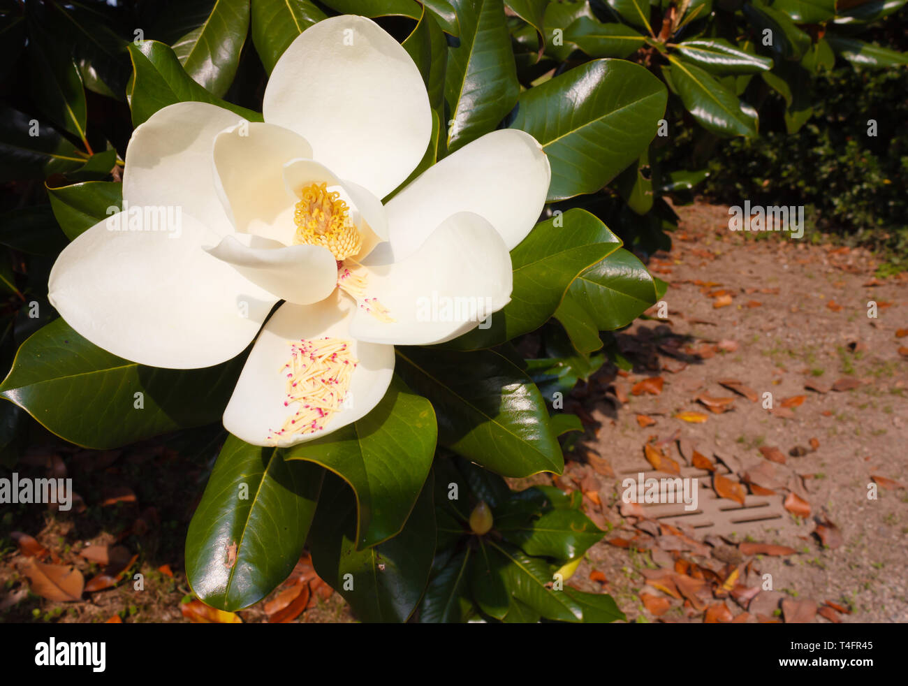the magnolia grandiflora is an ornamental tree with large and shiny ...