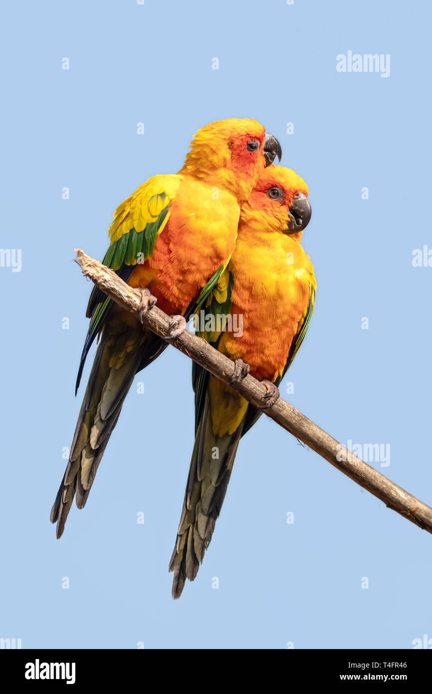 Sun conures hi-res stock photography and images - Alamy