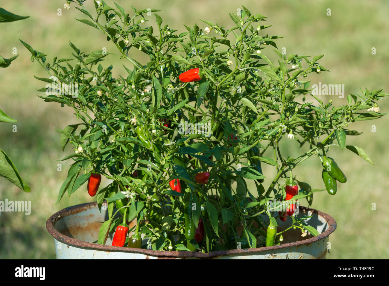 Pepperoni paprika hi-res stock photography and images - Alamy