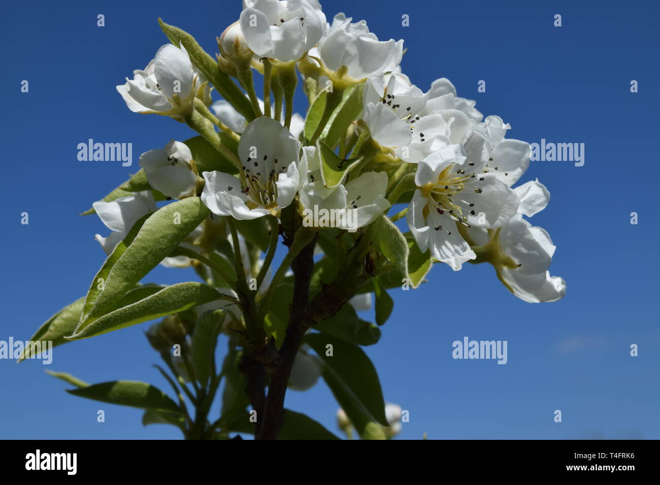 Pear blossom hi-res stock photography and images - Alamy