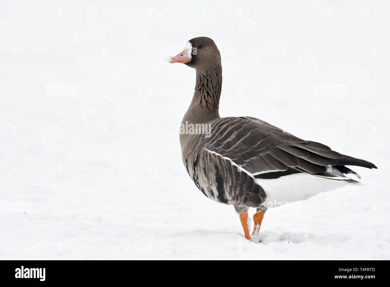 Back view goose bird hi-res stock photography and images - Alamy