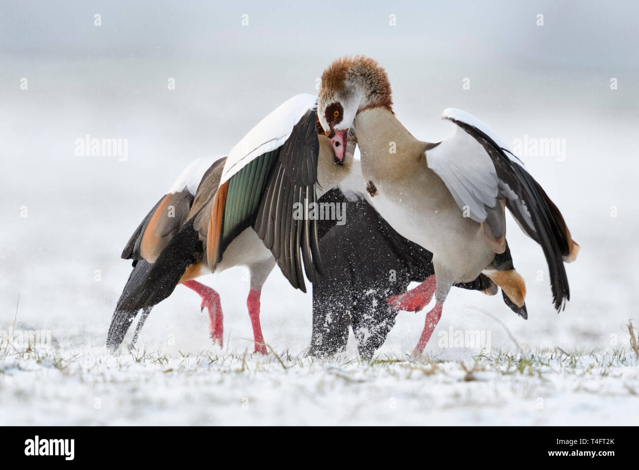 Introduced geese species hi-res stock photography and images - Alamy